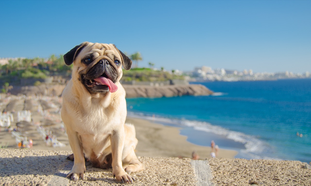 Pug Quiz: Test Your Knowledge on this Adorable Breed! | Quiz Animals