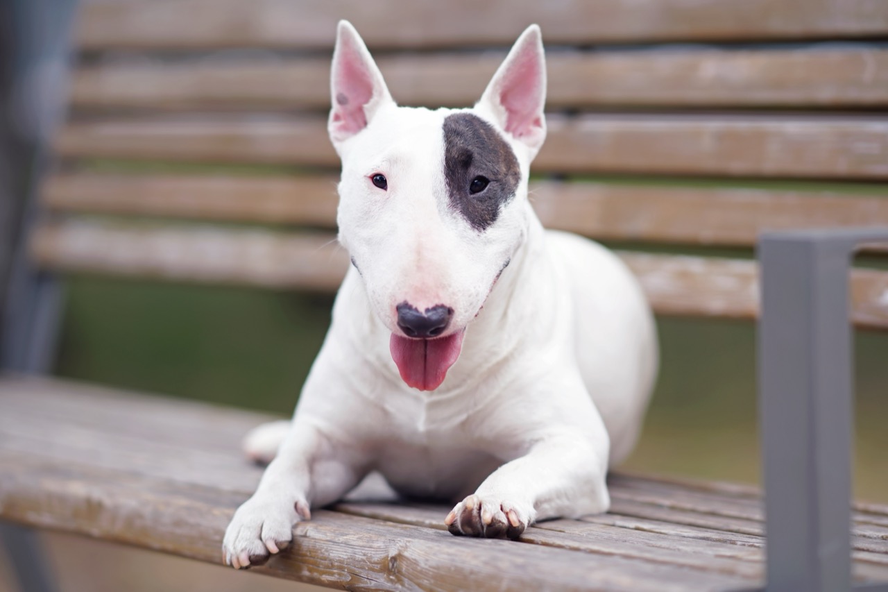 Bull Terrier Trivia: How well do you know this beloved breed? | Quiz ...