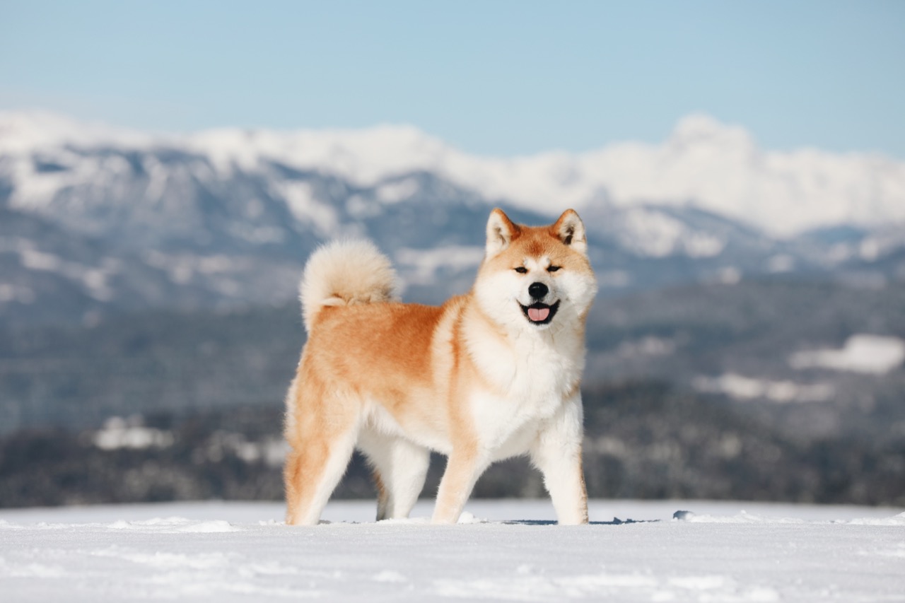 Akita Dogs: The Loyal and Versatile Breed - A Comprehensive Quiz | Quiz ... Akita Dogs: The Loyal and Versatile Breed - A Comprehensive Quiz | Quiz ...
