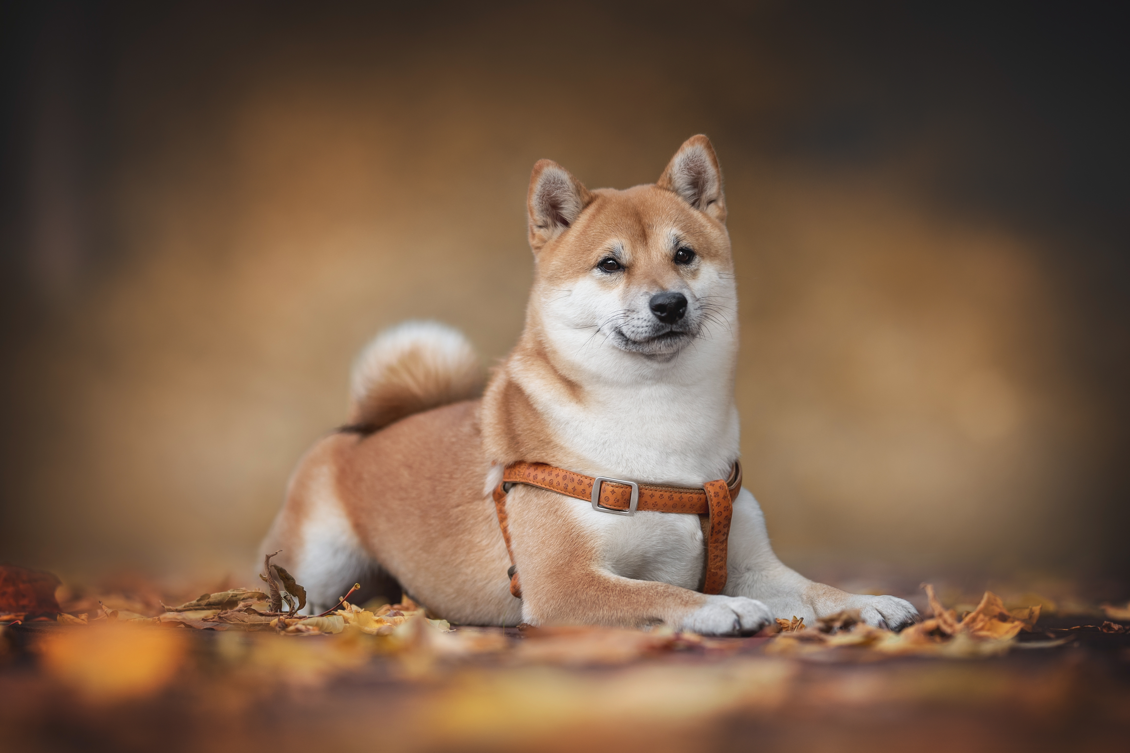 Shiba Inu Showdown: Test Your Knowledge of Japan's Iconic Dog Breed ...