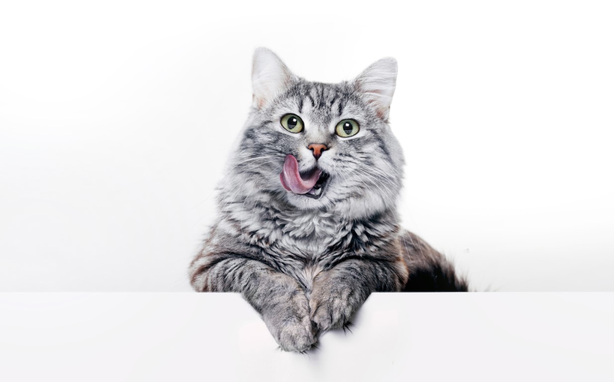Fantastic Felines: A Purr-fect Quiz About Cats | Quiz Animals