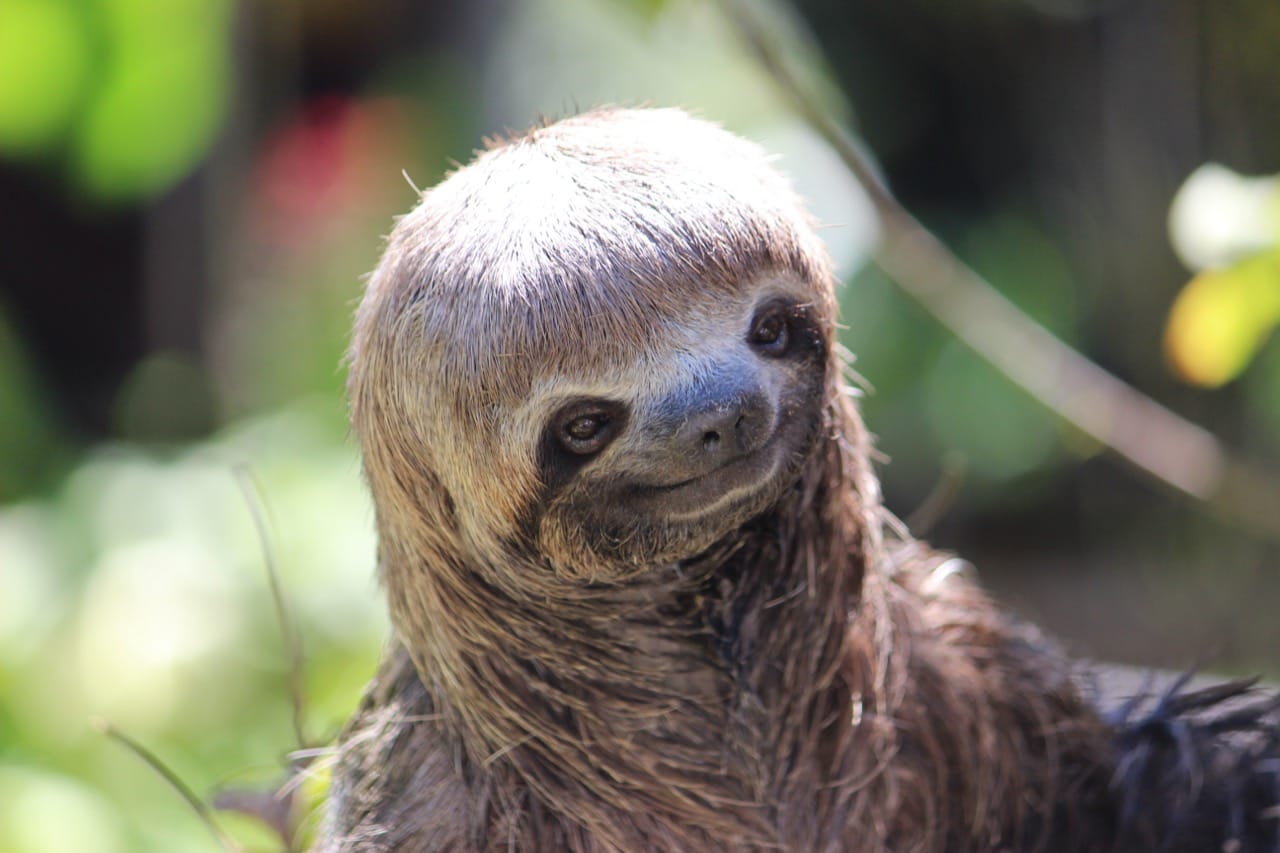 Sloth: The Slow-Moving Marvels Quiz | Quiz Animals