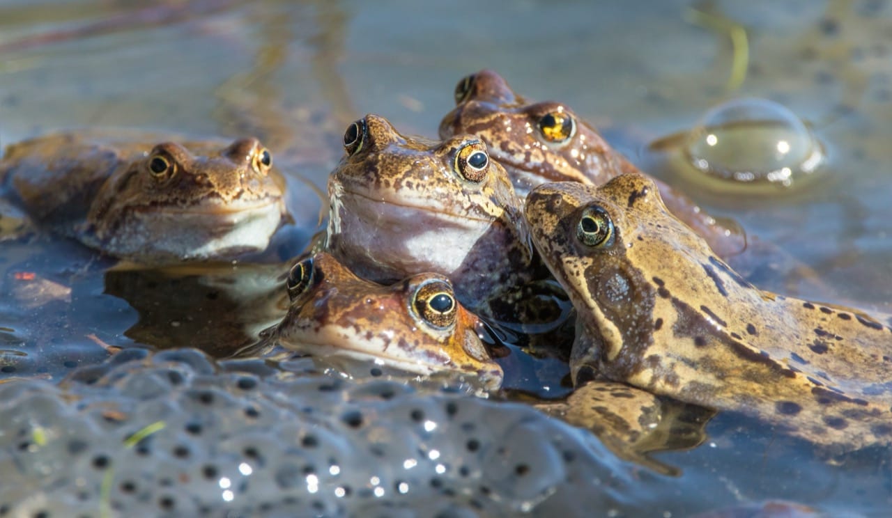 Convocations, Aggregations, & Gaggles: Animal Groupings Trivia | Quiz ...