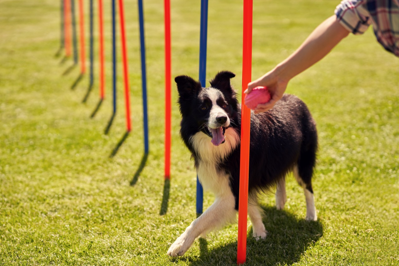 Olympic Animal Athletes Quiz | Quiz Animals