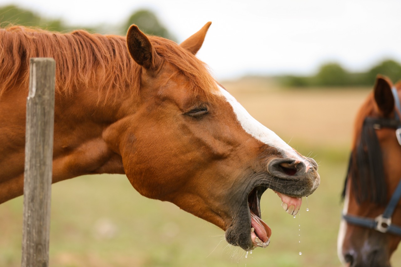 Test Your Knowledge: Famous Horses Quiz | Quiz Animals