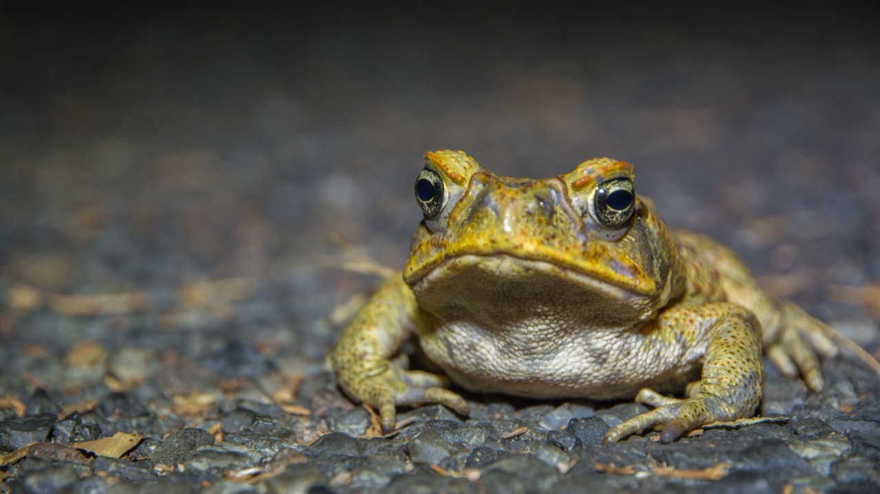 How Well Do You Know Invasive Species? | Quiz Animals