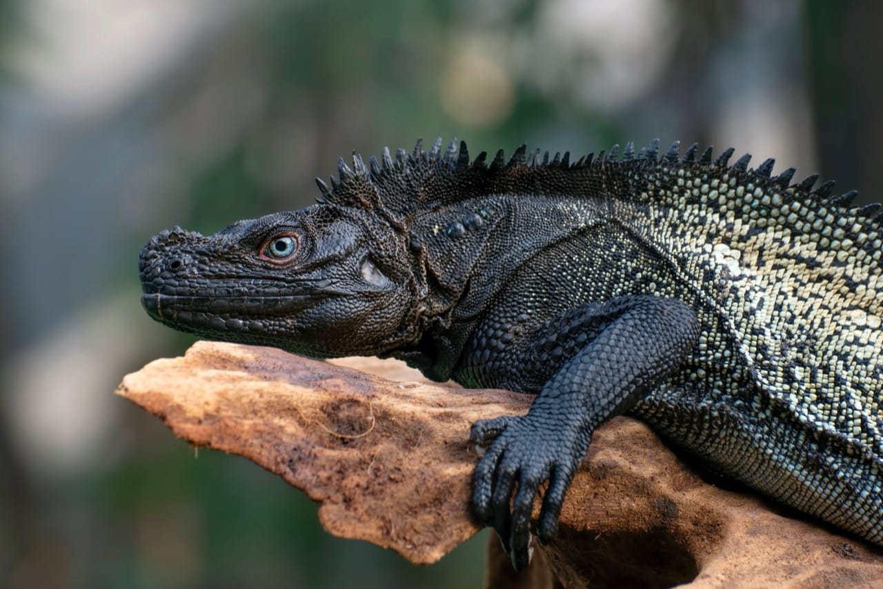 Discover Your Reptilian Personality | Quiz Animals