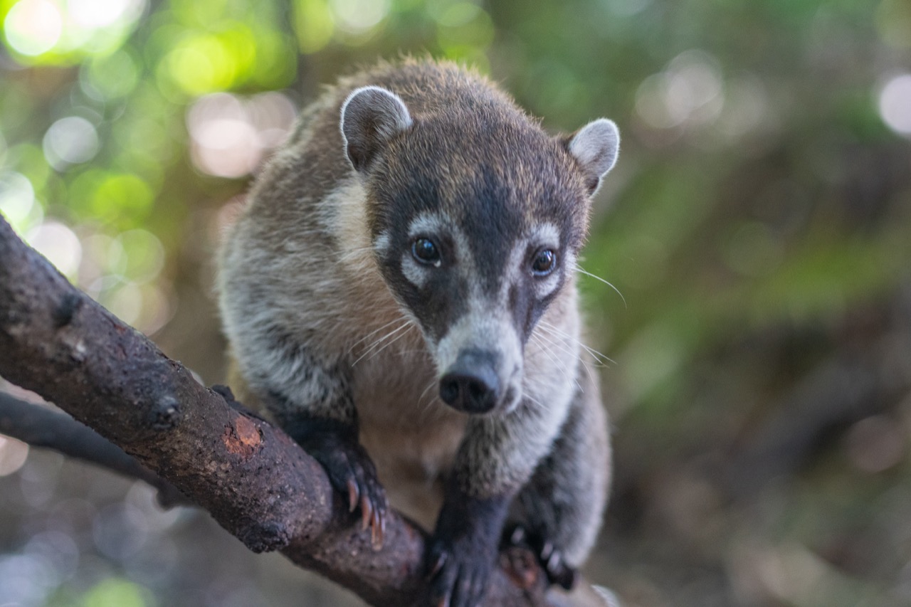 Are you a cute Coati? Take this quiz to find out! | Quiz Animals