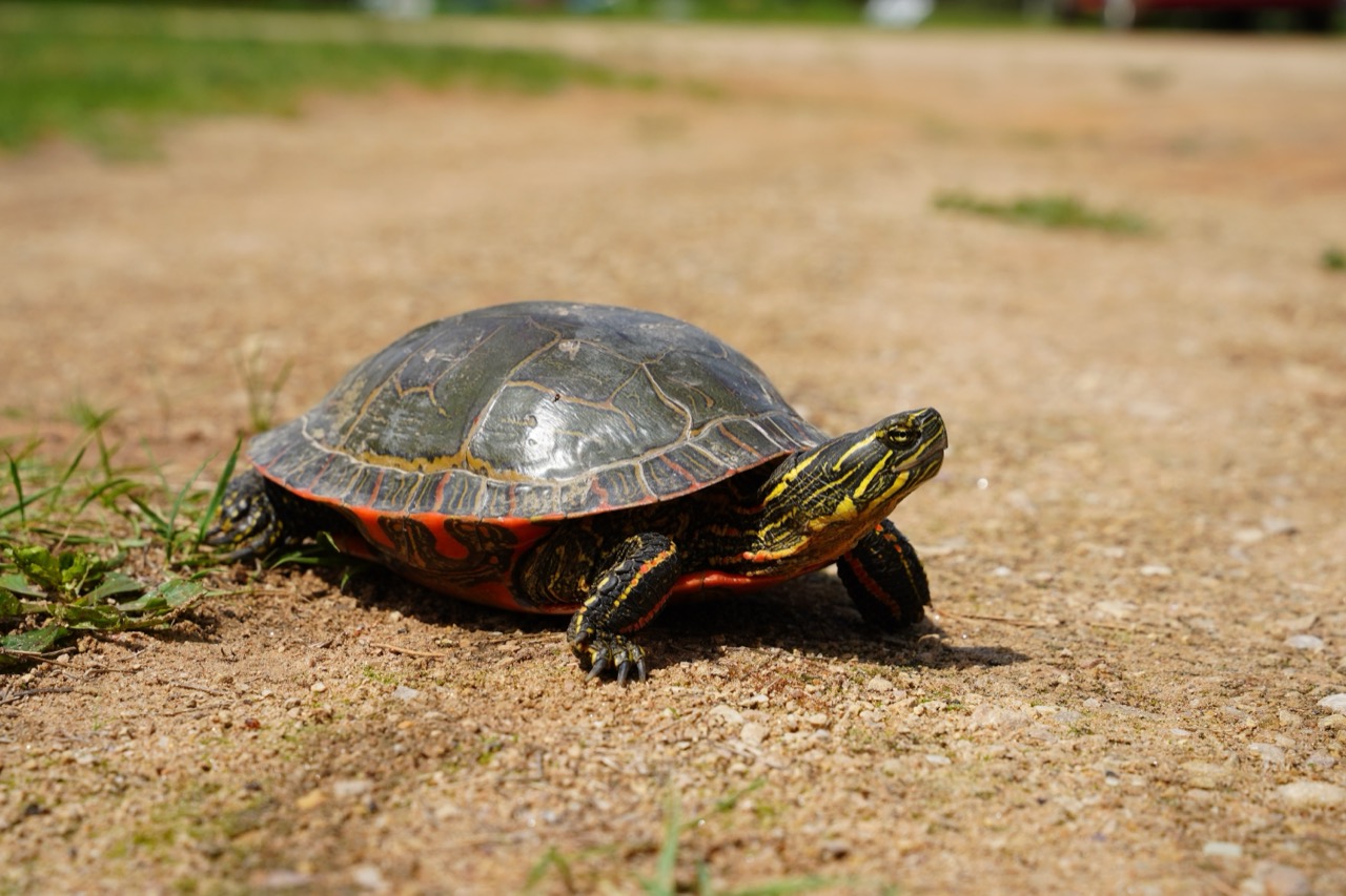 What Type of Turtle Are You? | Quiz Animals