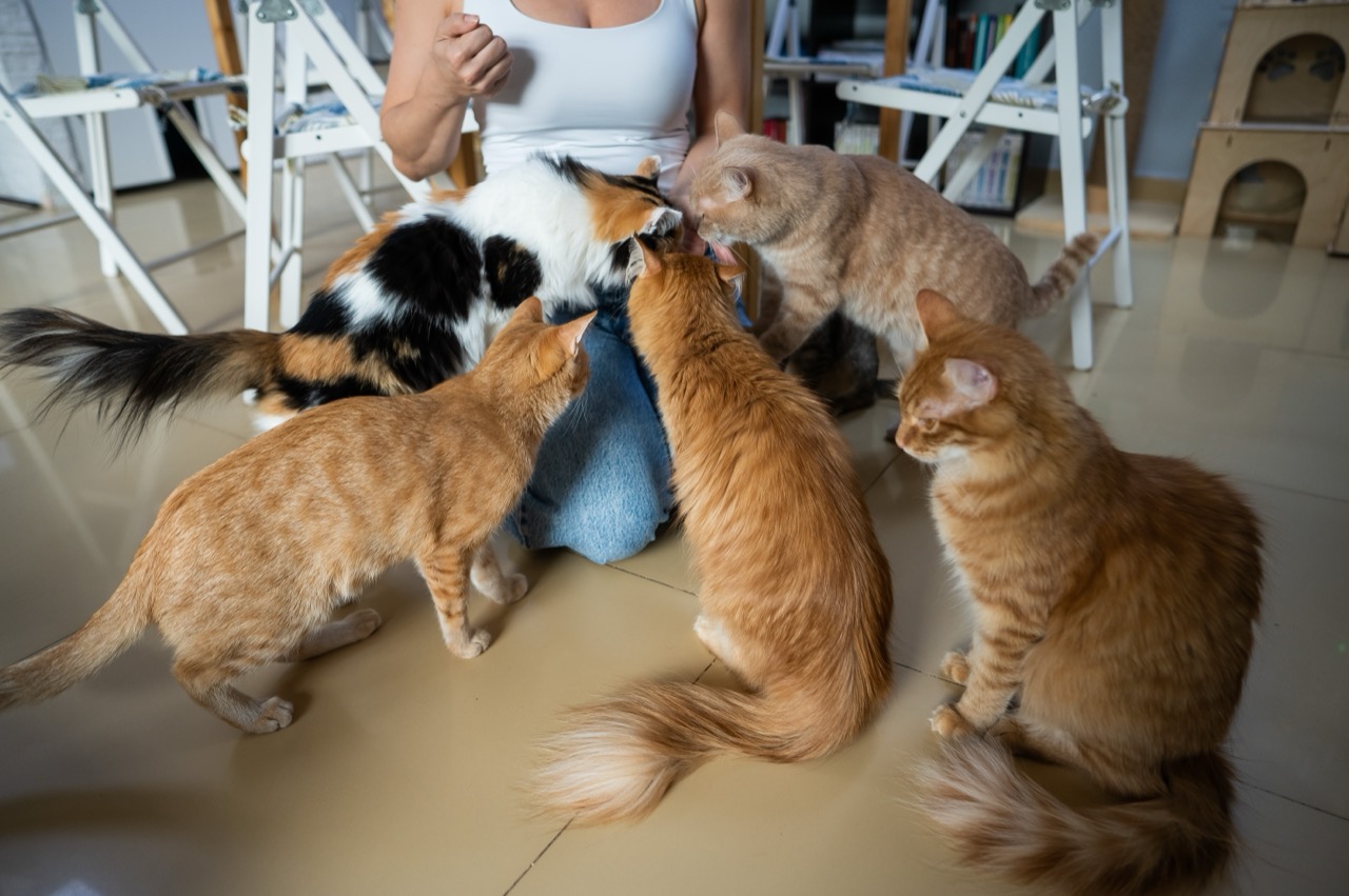 Crazy Cat Lady or Full-Fledged Feline Fanatic? Take the Quiz to Find ...
