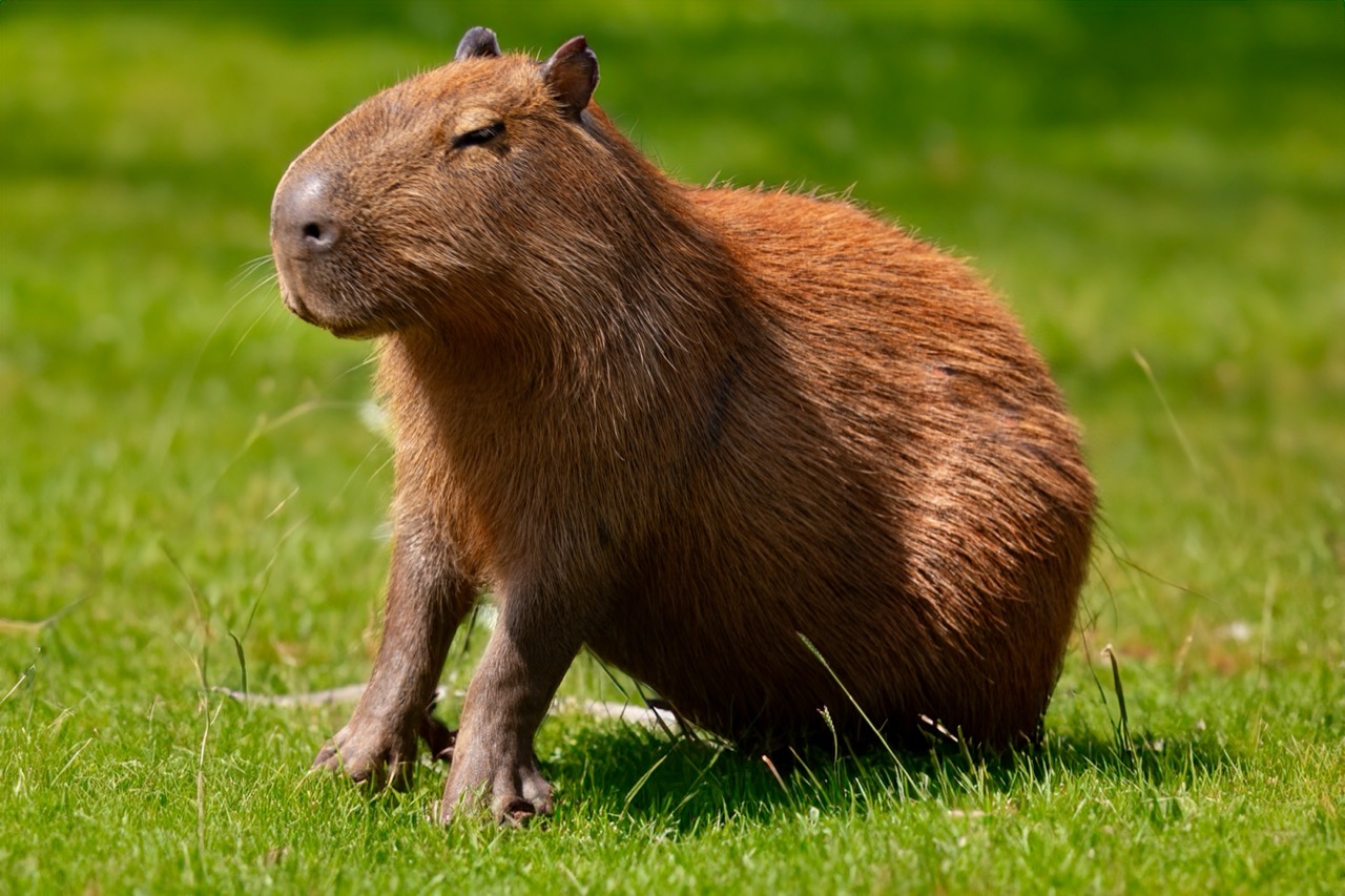 Capybara Chronicles: The Ultimate Trivia Quiz | Quiz Animals