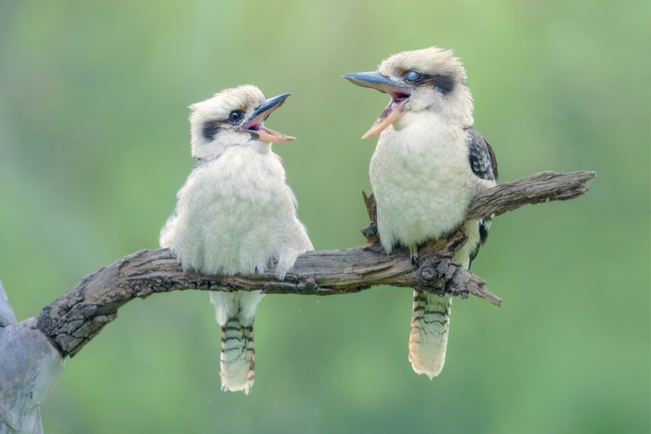 The Laughing Legends: A Kookaburra Quiz Adventure | Quiz Animals