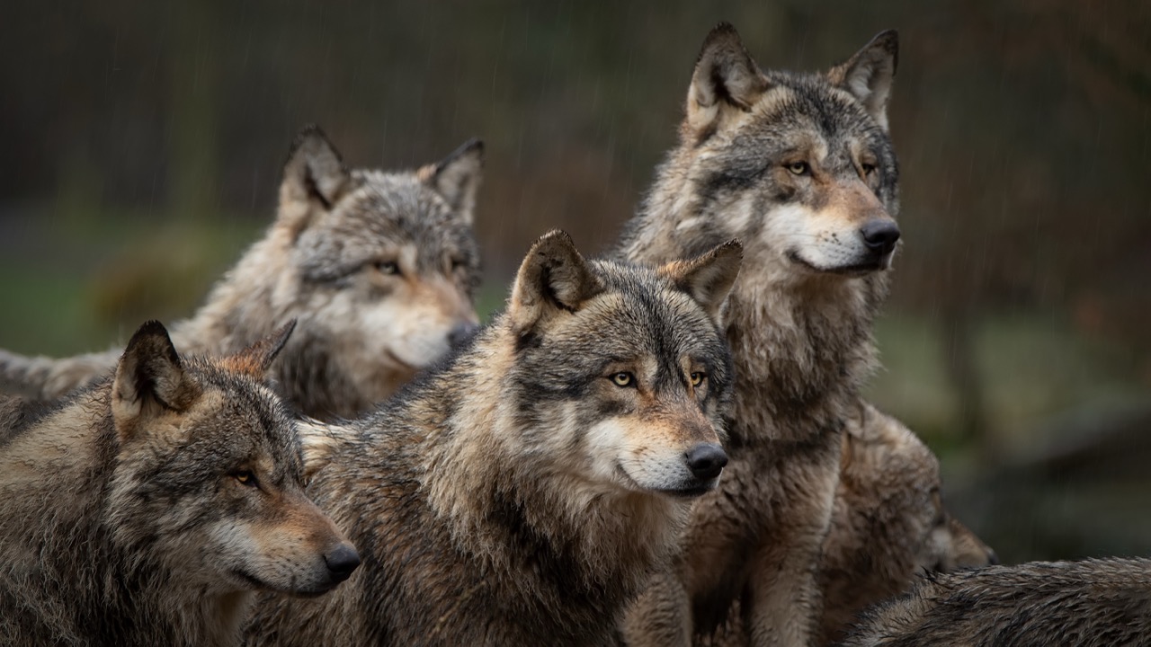 Canine Capers: Test Your Knowledge on the Canidae Family | Quiz Animals
