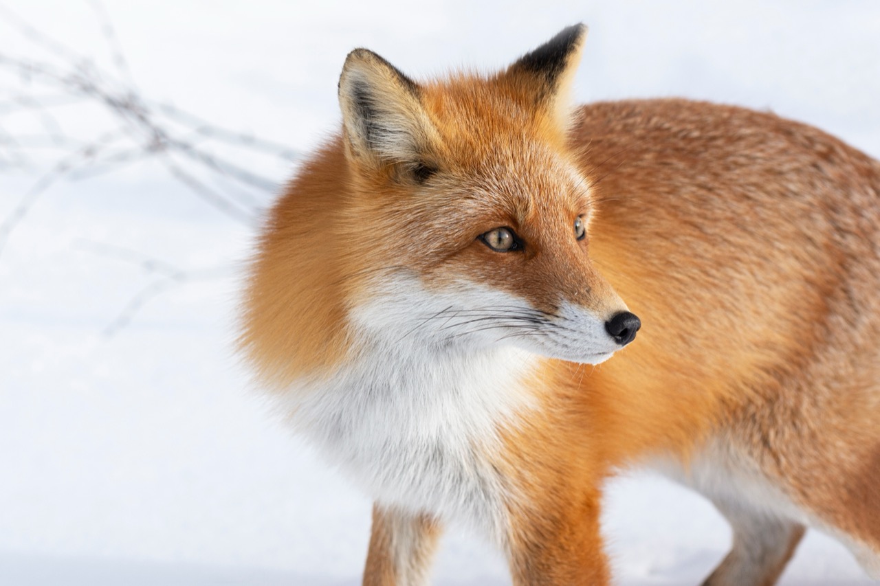 Fantastic Facts About the Ezo Red Fox | Quiz Animals
